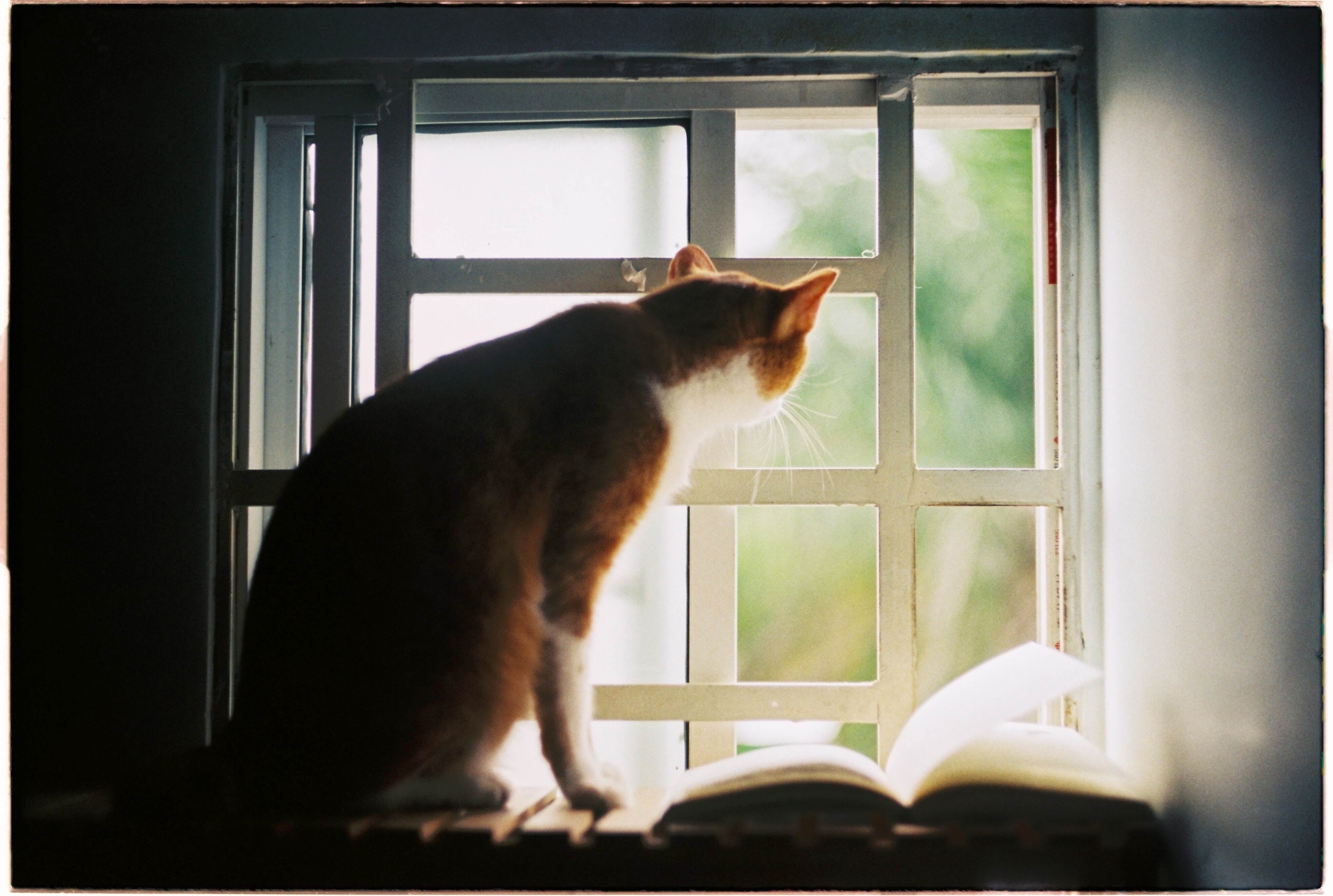 Proven Tips for Moving with Your Outdoor Cat Stress-free